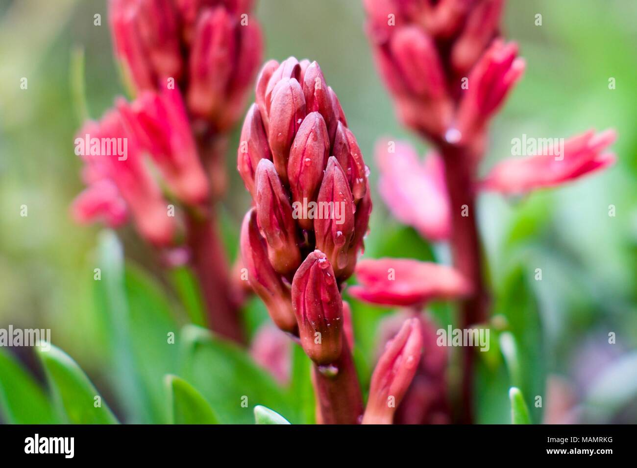 A stunning red Hyacinth (Hyacinthus orientalis Stock Photo - Alamy
