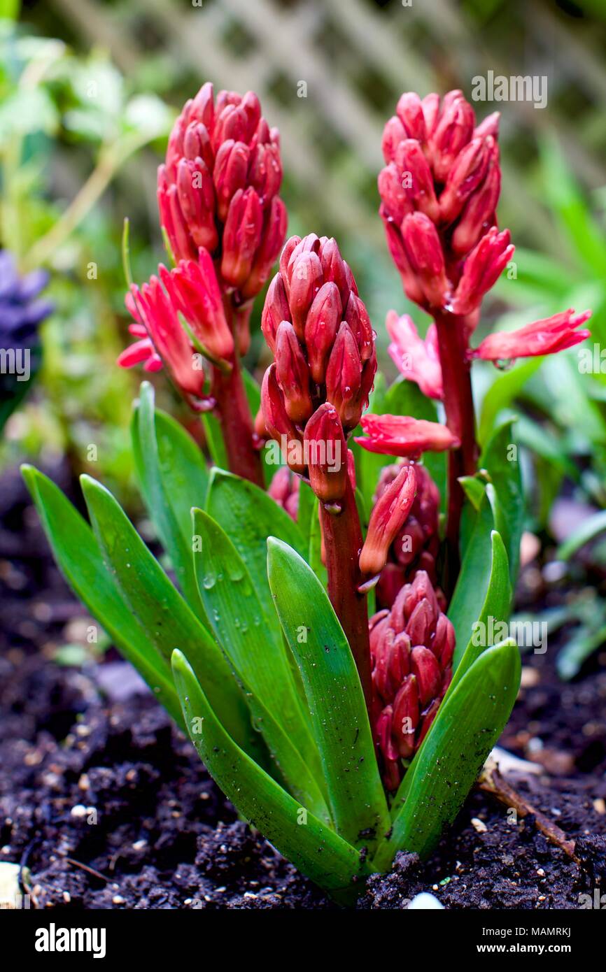 A stunning red Hyacinth (Hyacinthus orientalis Stock Photo - Alamy