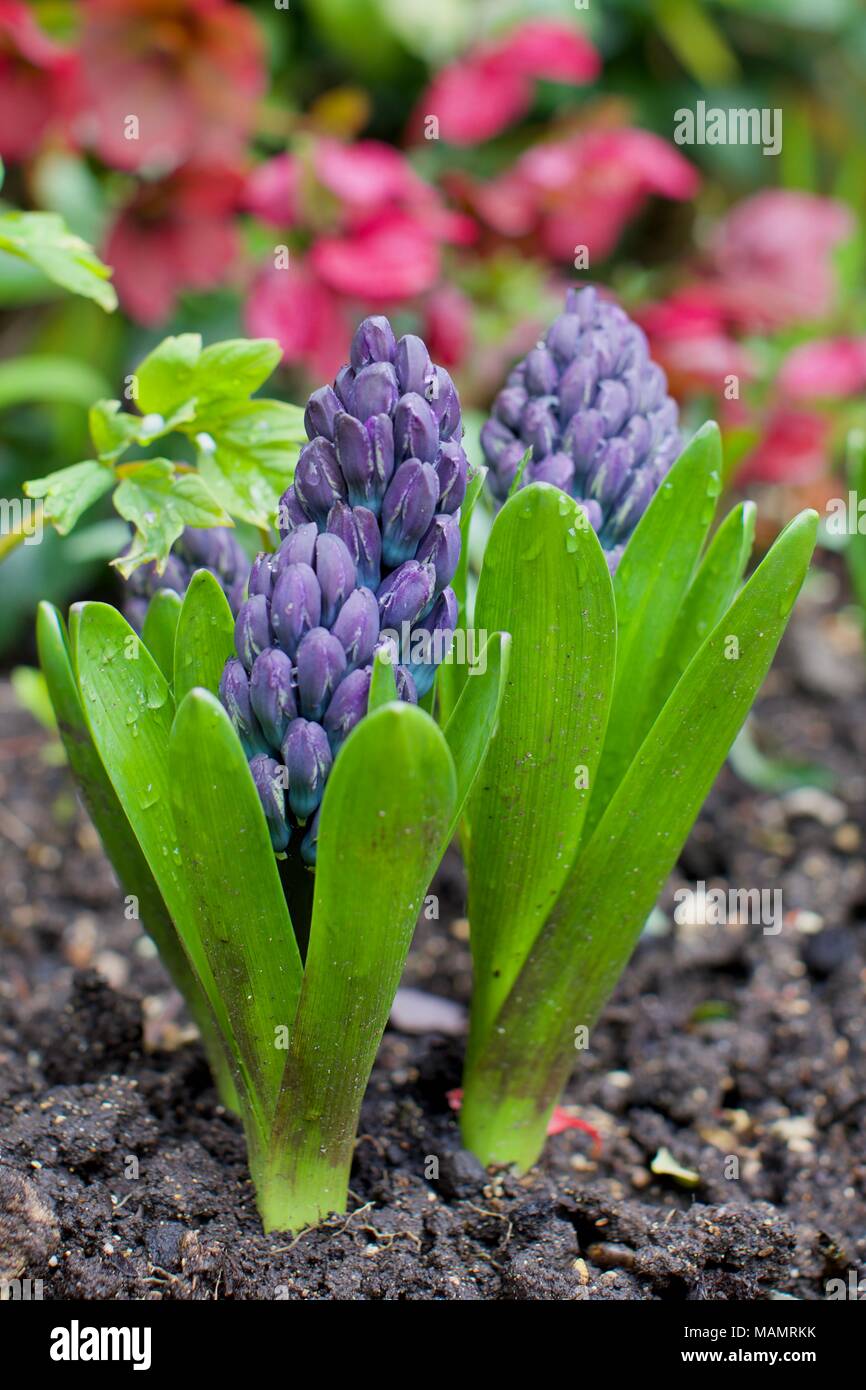 A beautiful bluish purple Hyacinth (Hyacinthus orientalis Stock Photo ...