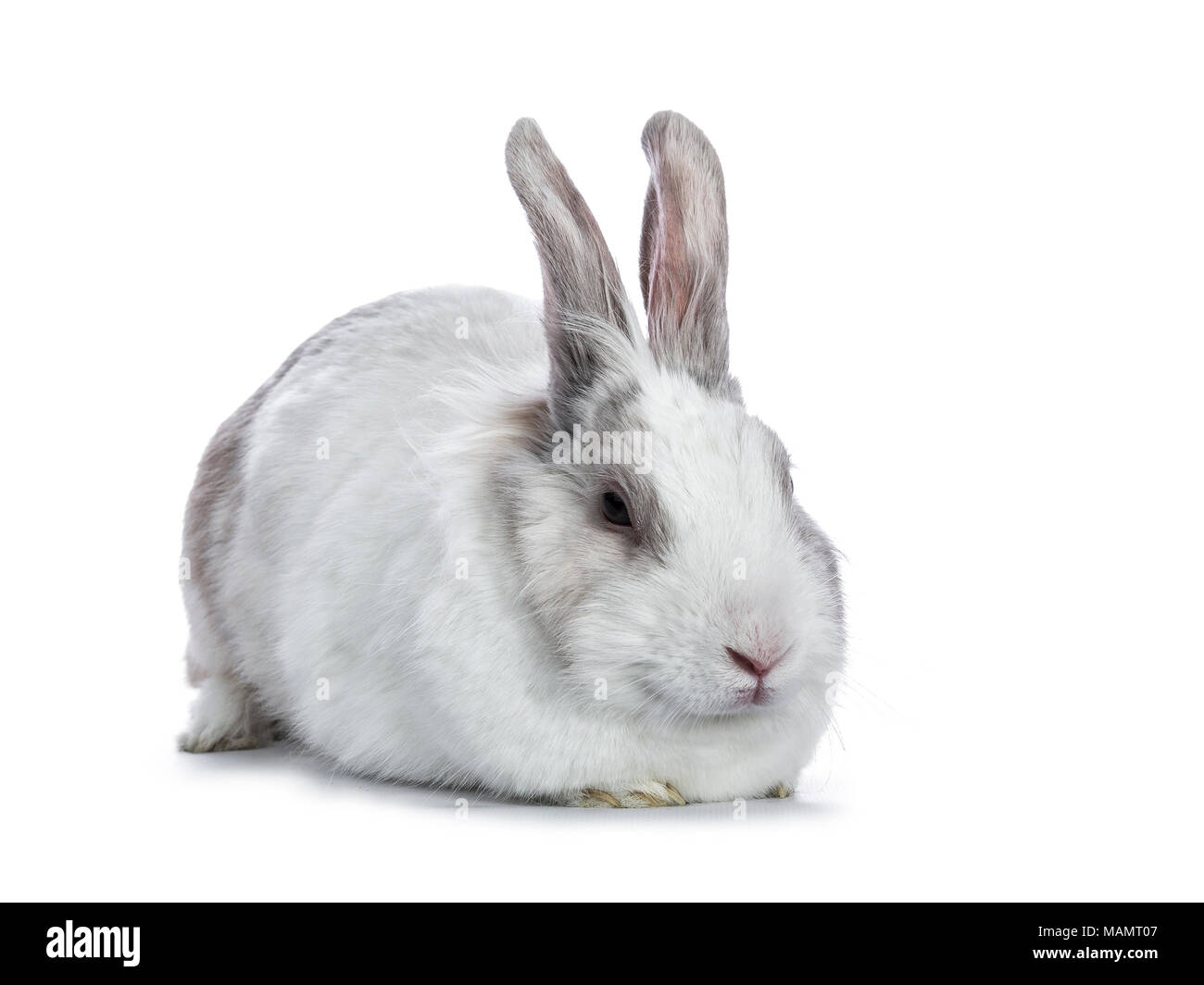 Bunnies Laying On Their Sides