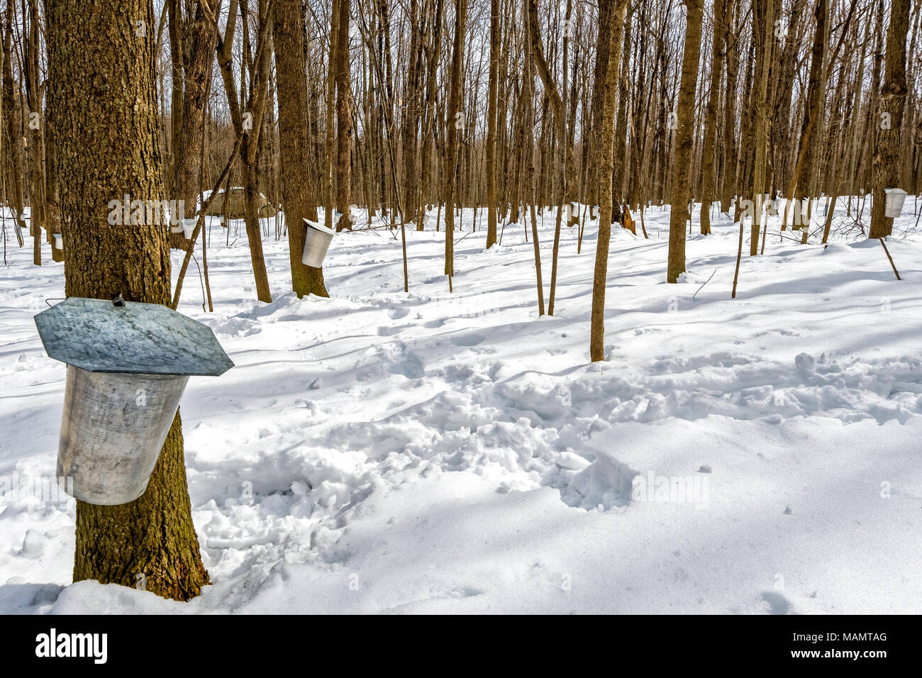 Maple sap buckets hi-res stock photography and images - Alamy