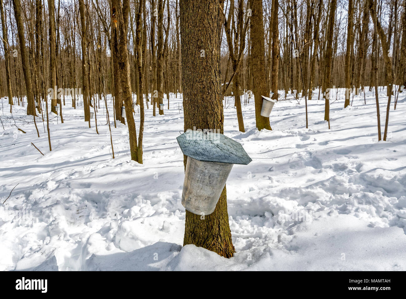 Maple sap buckets hi-res stock photography and images - Alamy