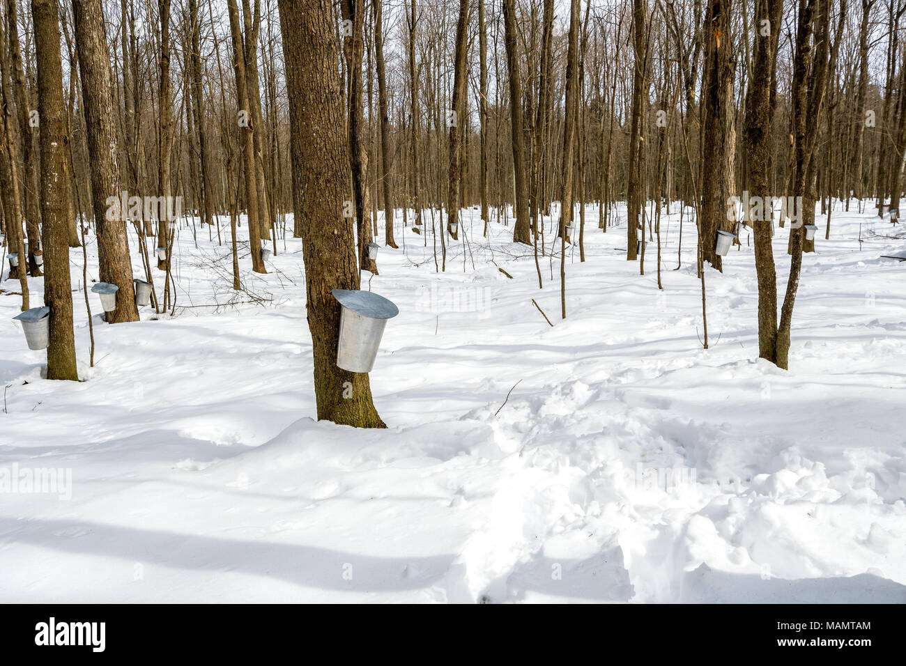 Maple sap buckets hi-res stock photography and images - Alamy