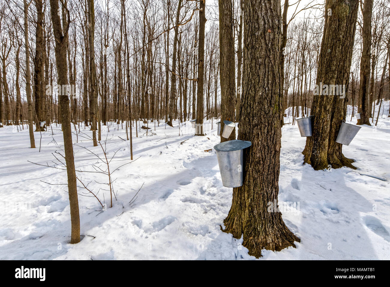 Sap pot hi-res stock photography and images - Alamy