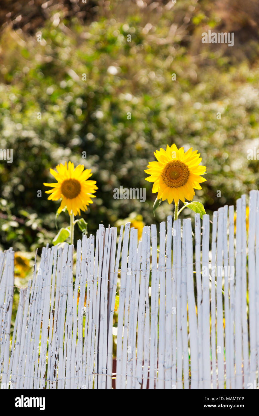Sunflowers garden fence hi-res stock photography and images - Alamy