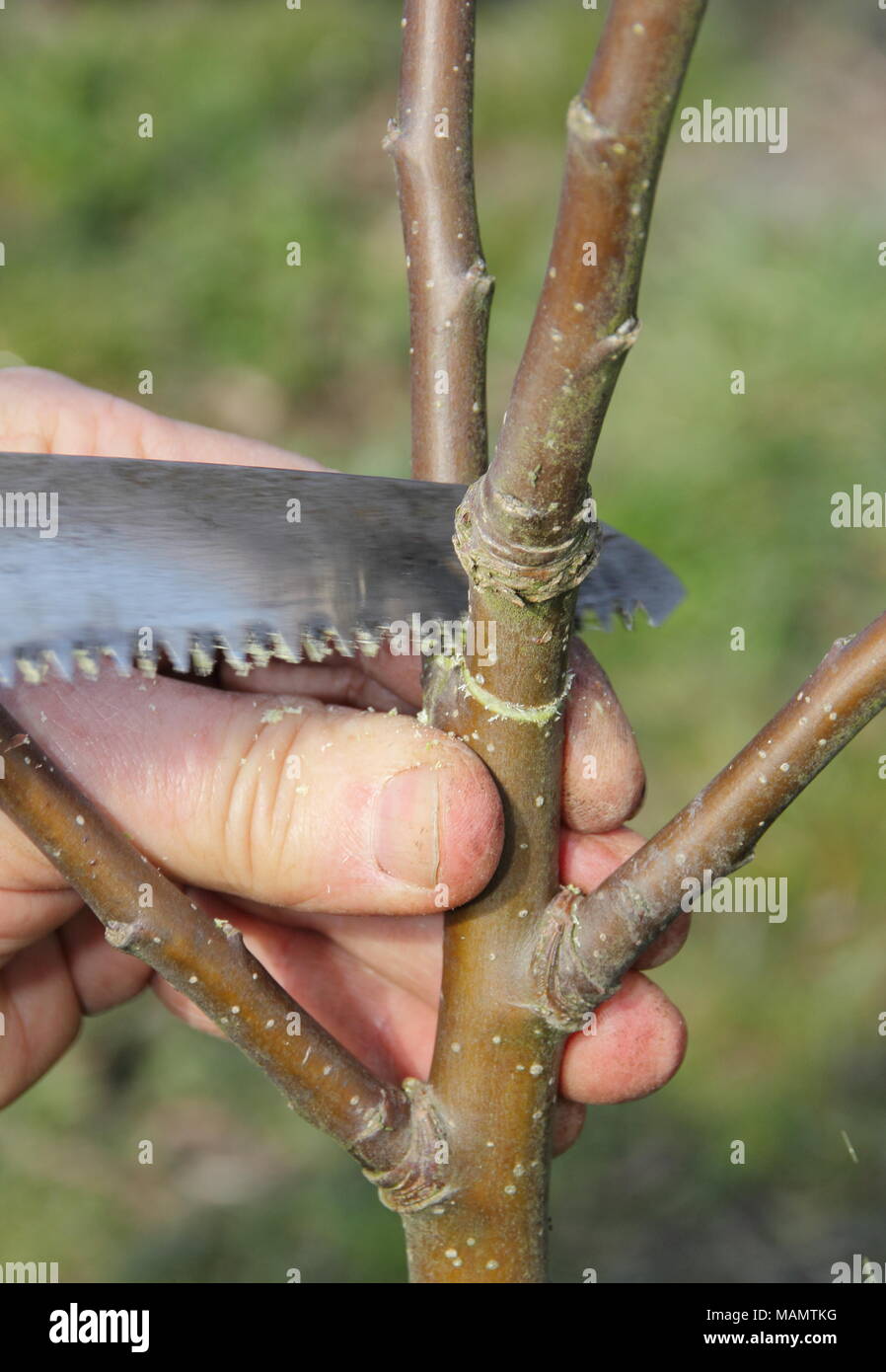 Pruning malus. Formative pruning of a two year old free standing apple ...