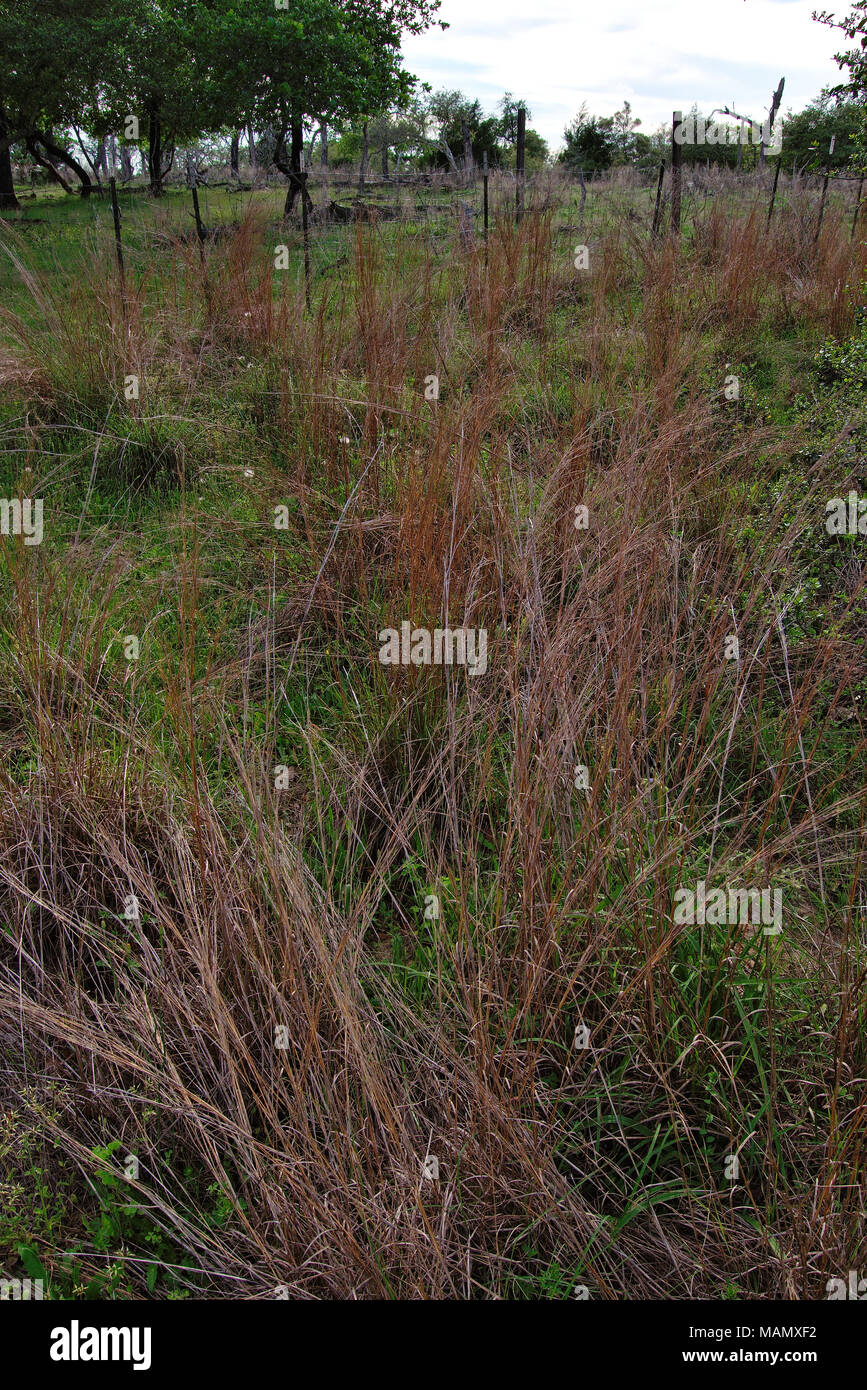Tall grass in the Texas hill country Stock Photo - Alamy