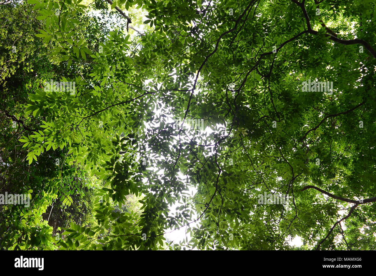 Tree leaf and branch from bottom view Stock Photo - Alamy