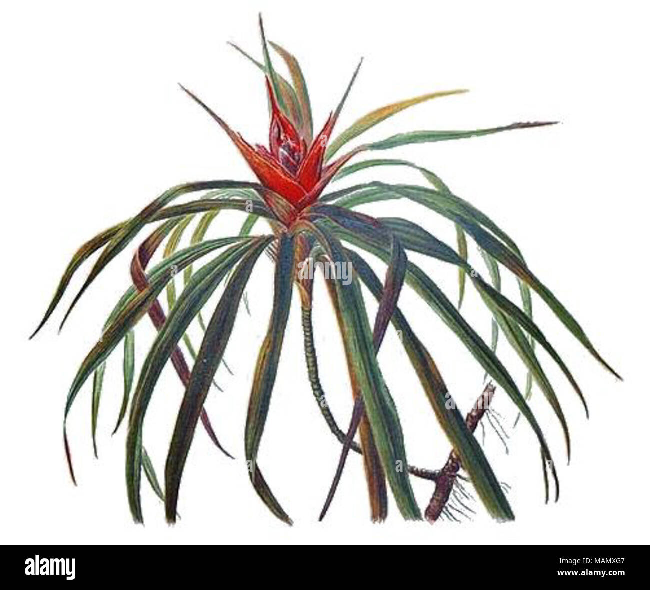 . Freycinetia arborea, Pandanaceae Stock Photo - Alamy