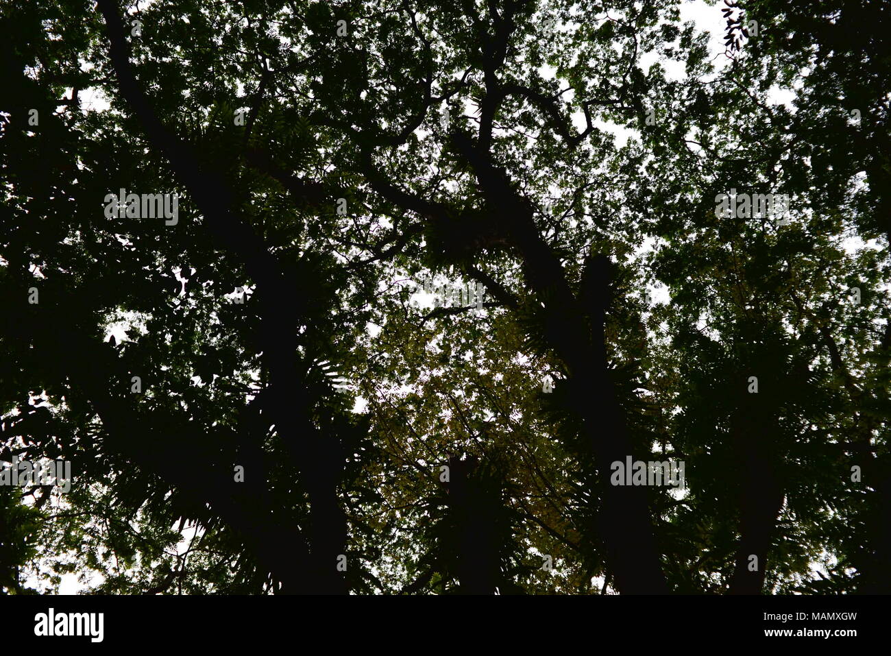 Tree leaf and branch from bottom view Stock Photo - Alamy