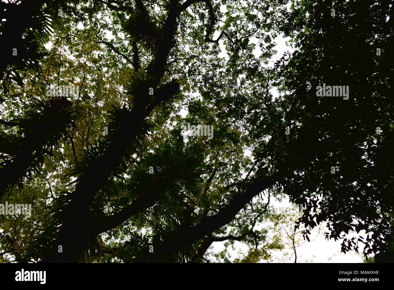 Tree leaf and branch from bottom view Stock Photo - Alamy