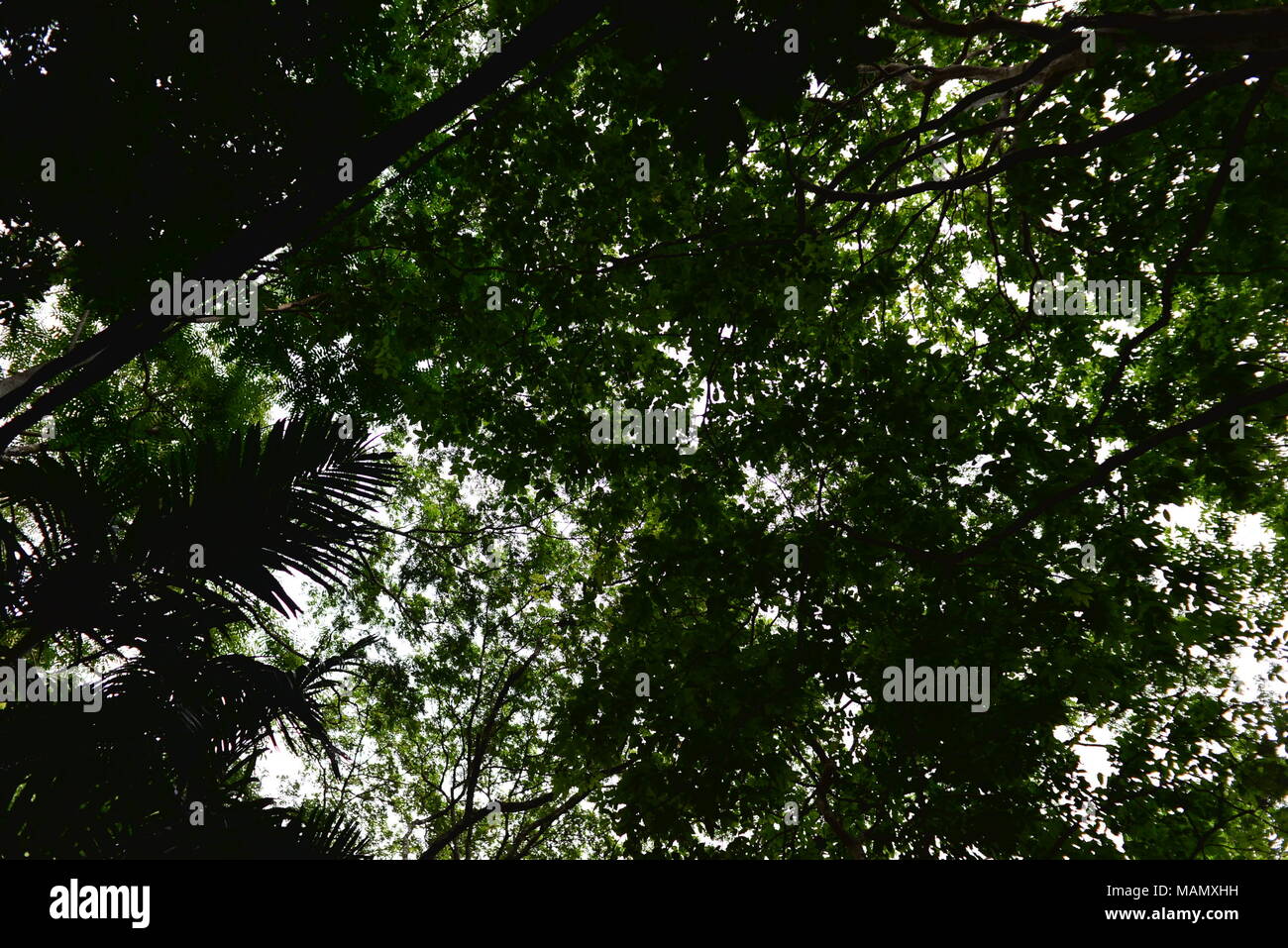Tree leaf and branch from bottom view Stock Photo - Alamy