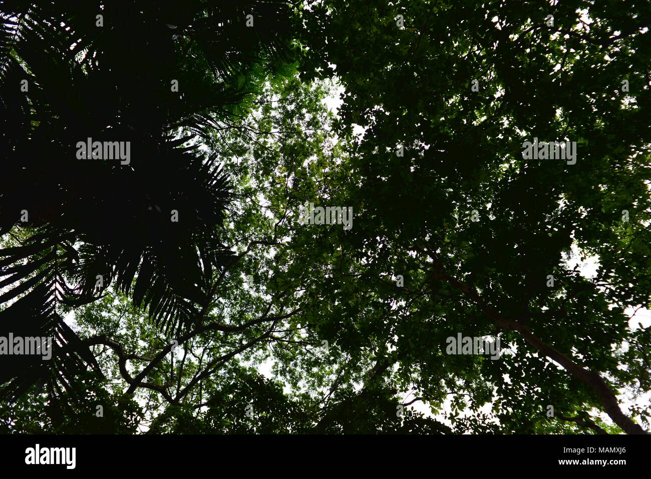 Tree leaf and branch from bottom view Stock Photo - Alamy