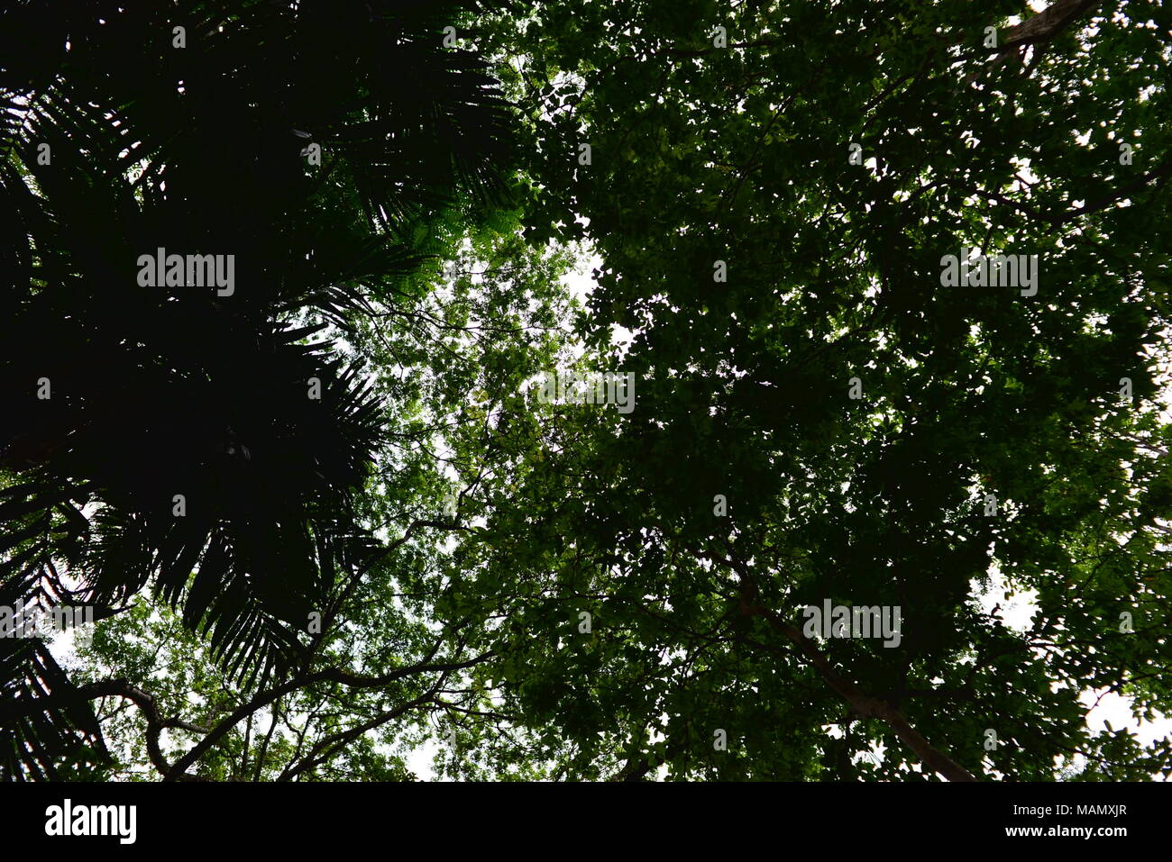 Tree leaf and branch from bottom view Stock Photo - Alamy