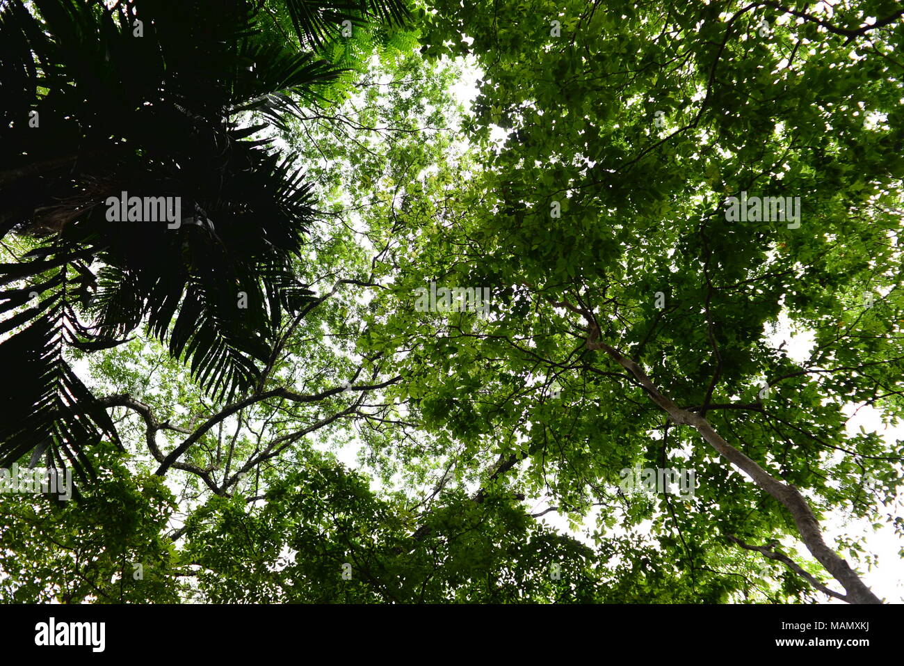 Tree leaf and branch from bottom view Stock Photo - Alamy