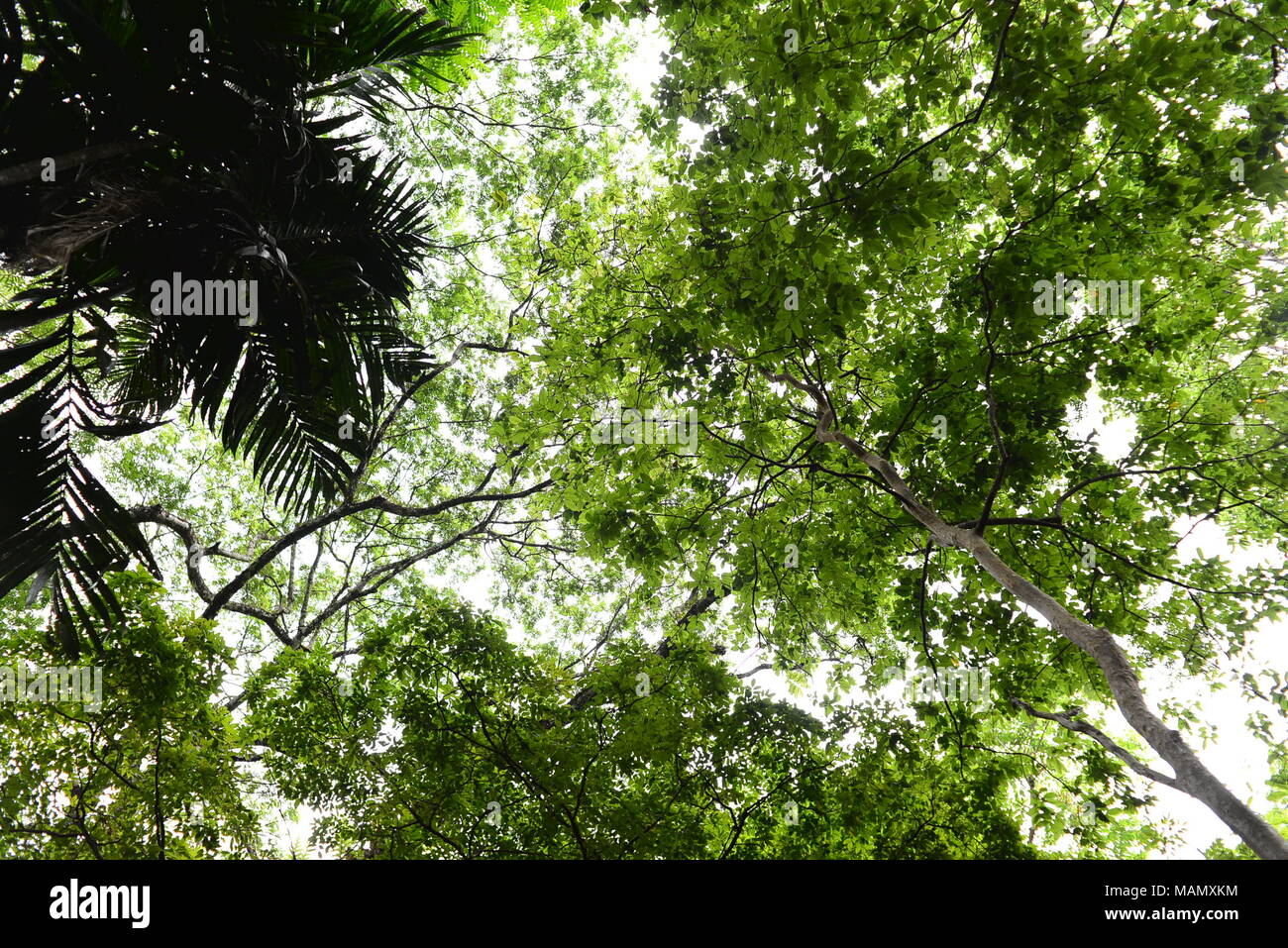 Tree leaf and branch from bottom view Stock Photo - Alamy