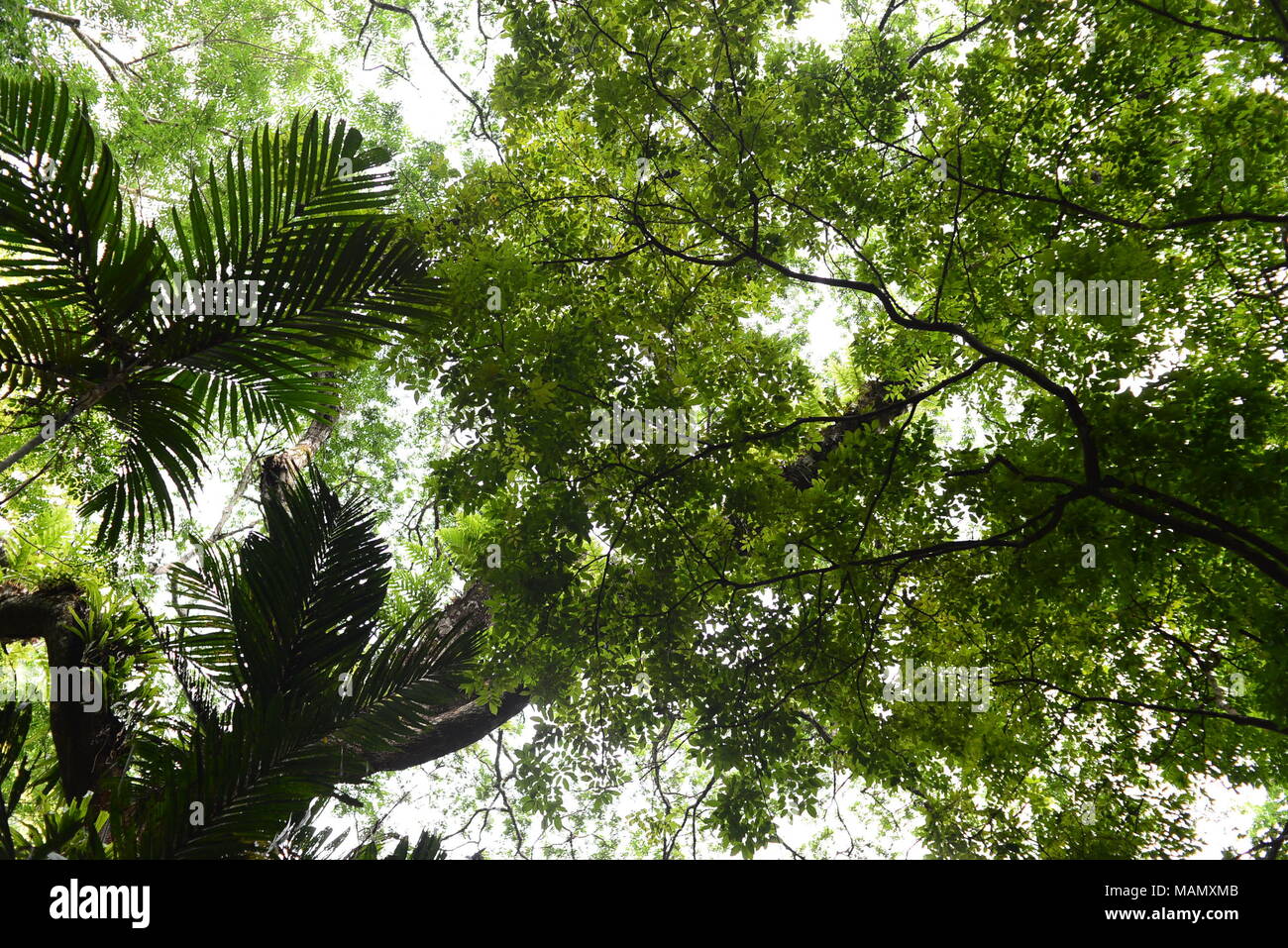 Tree leaf and branch from bottom view Stock Photo - Alamy