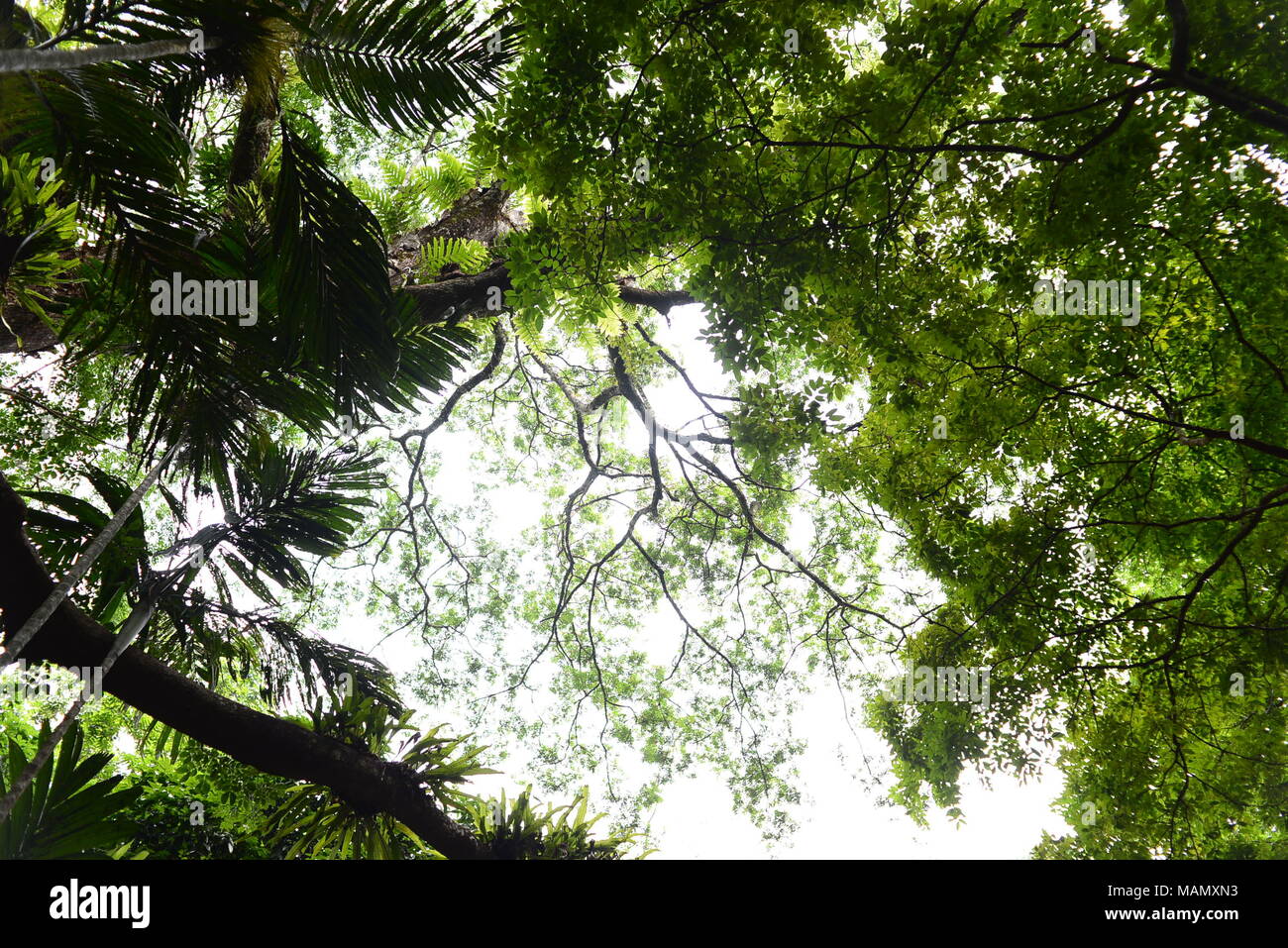 Tree leaf and branch from bottom view Stock Photo - Alamy