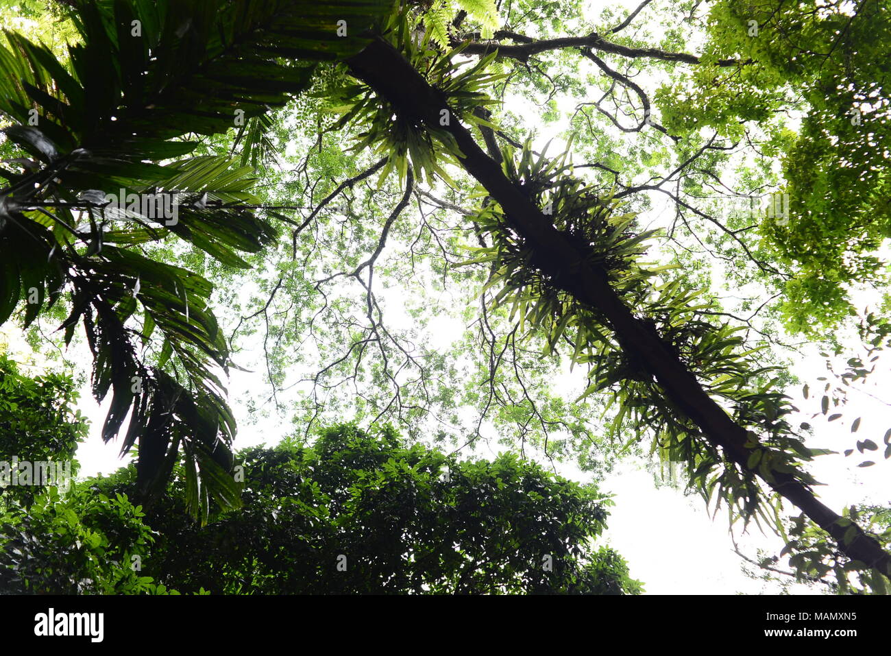 Tree leaf and branch from bottom view Stock Photo - Alamy