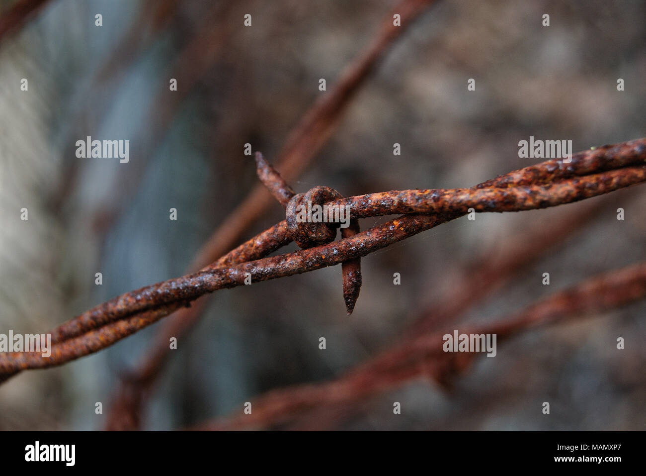 Rusty barbed wire Stock Photo - Alamy