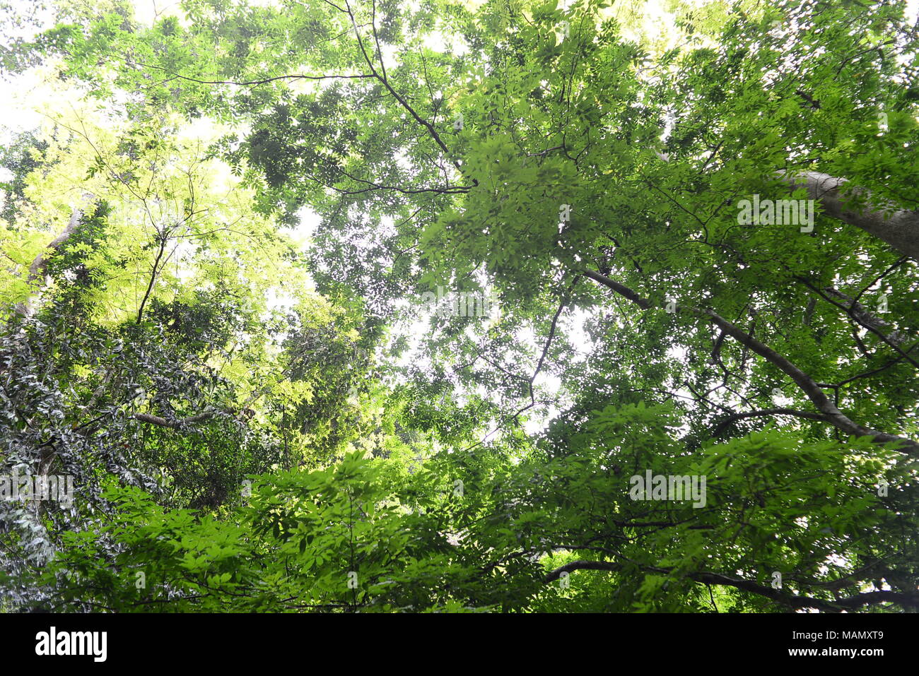 Tree leaf and branch from bottom view Stock Photo - Alamy