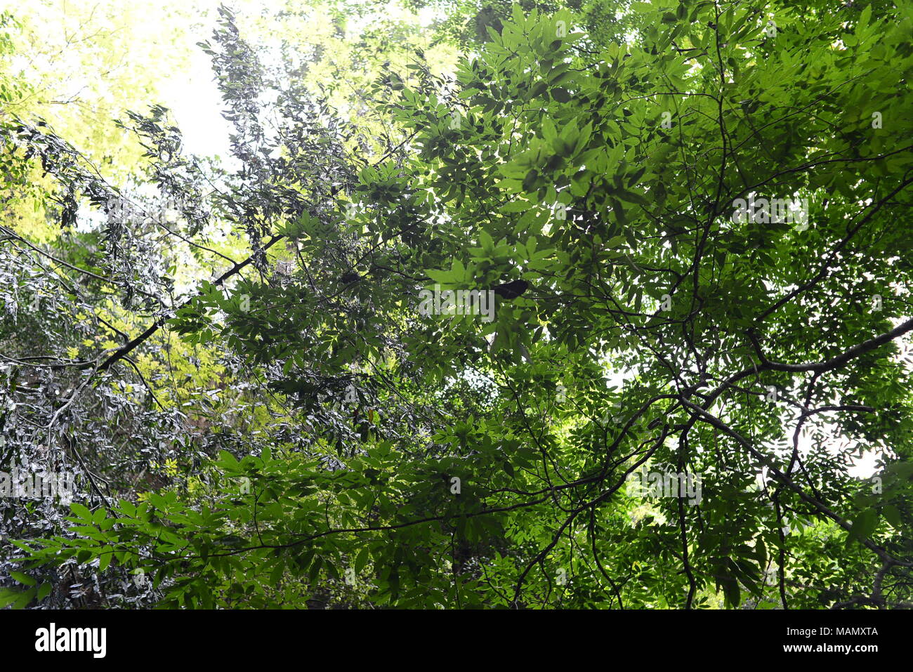 Tree leaf and branch from bottom view Stock Photo - Alamy
