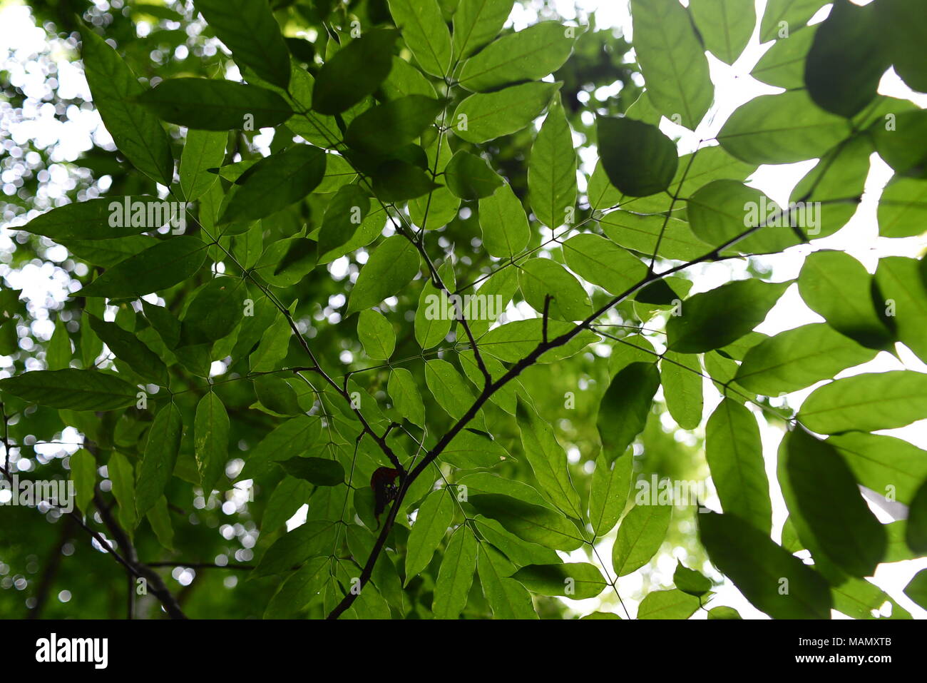 Tree leaf and branch from bottom view Stock Photo - Alamy