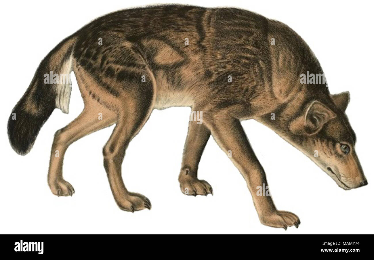 . English: Red Texas Wolf (Canis Lupus) . 1845 Stock Photo - Alamy