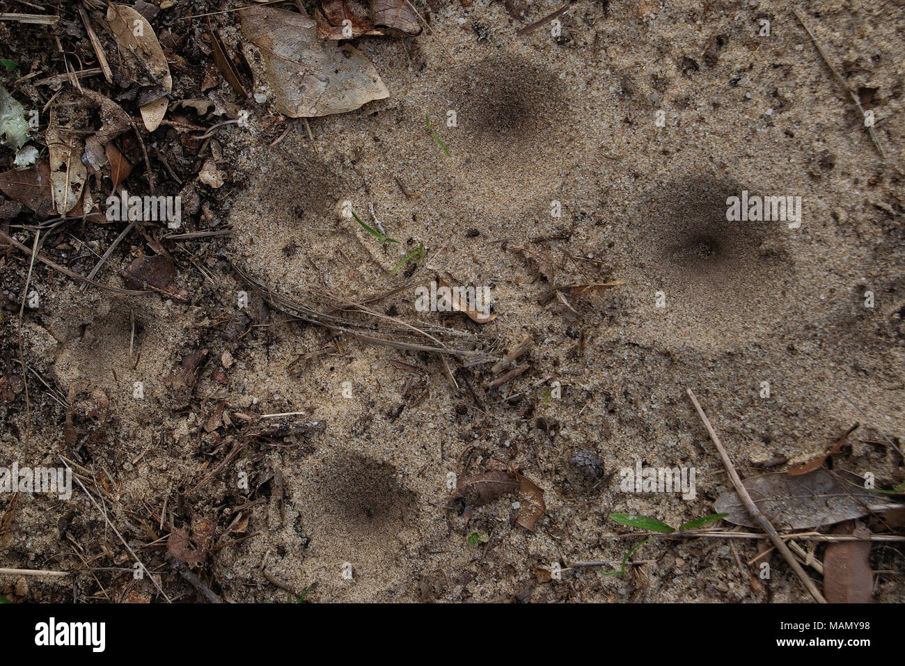Ant holes hi-res stock photography and images - Alamy