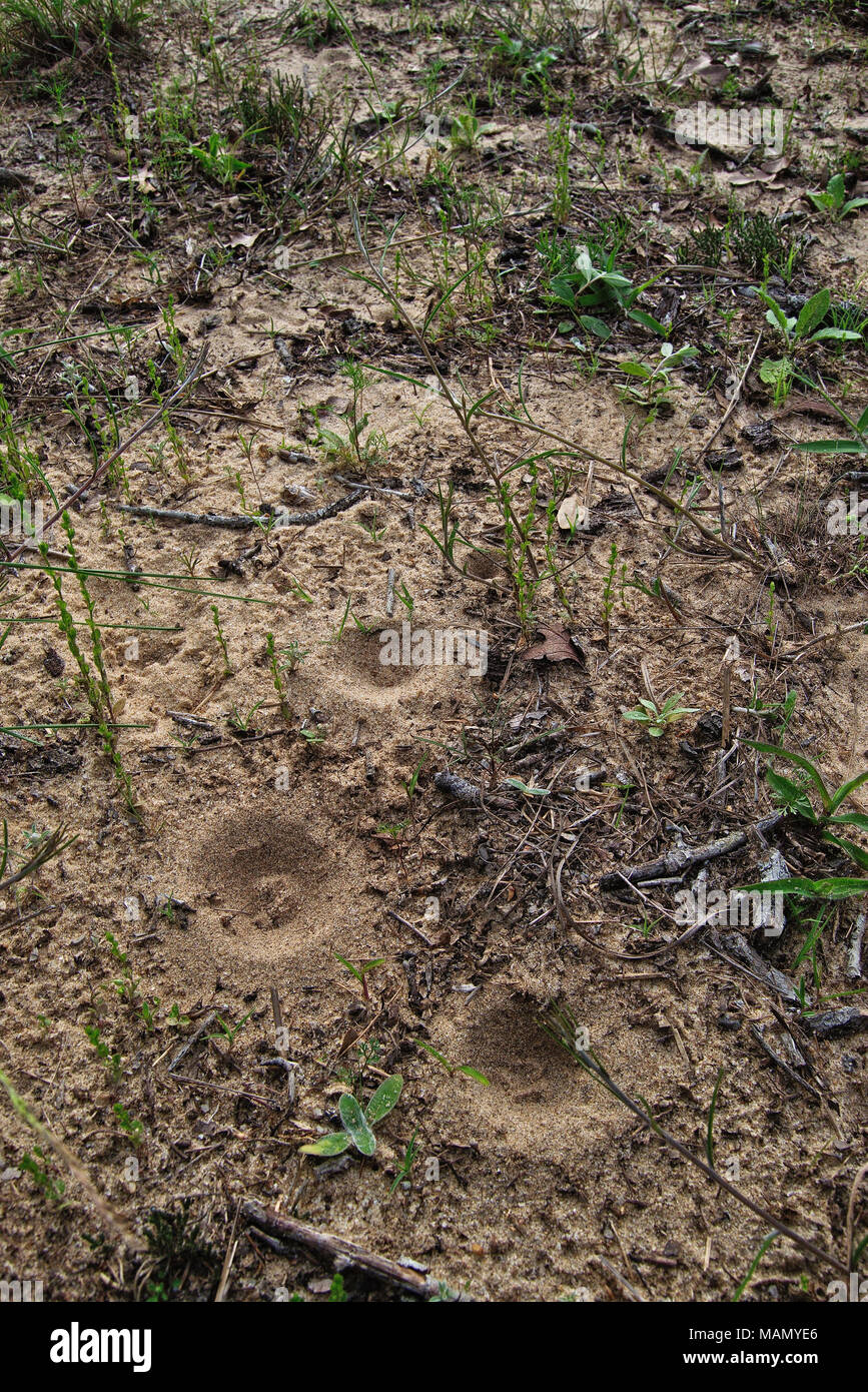 Doodle bug holes in sandy loam Stock Photo - Alamy