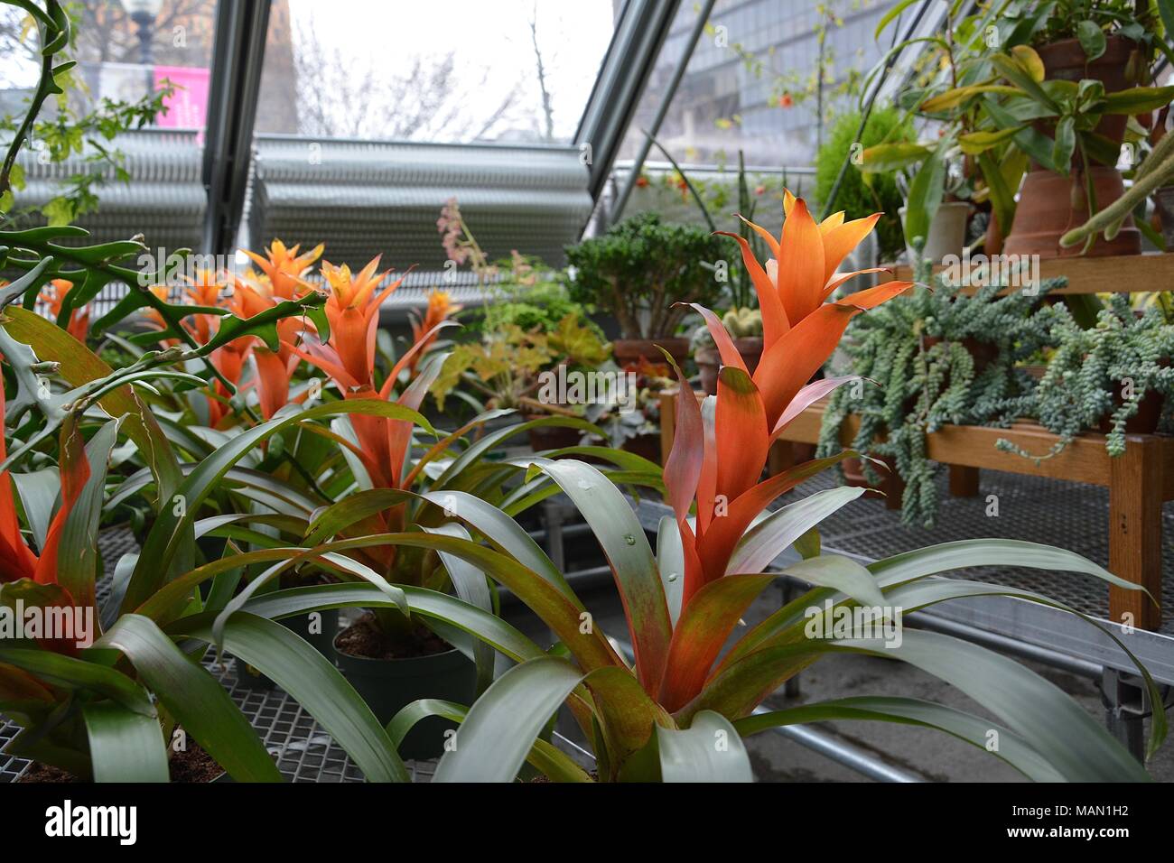 Spring flowers in a greenhouse in Boston, Massachusetts Stock Photo - Alamy