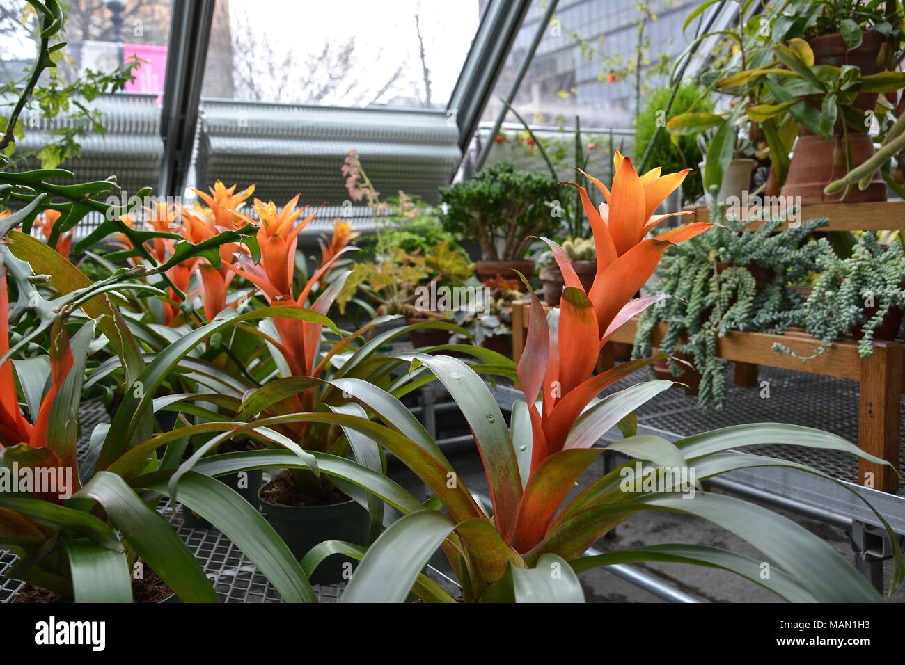 Spring flowers in a greenhouse in Boston, Massachusetts Stock Photo - Alamy