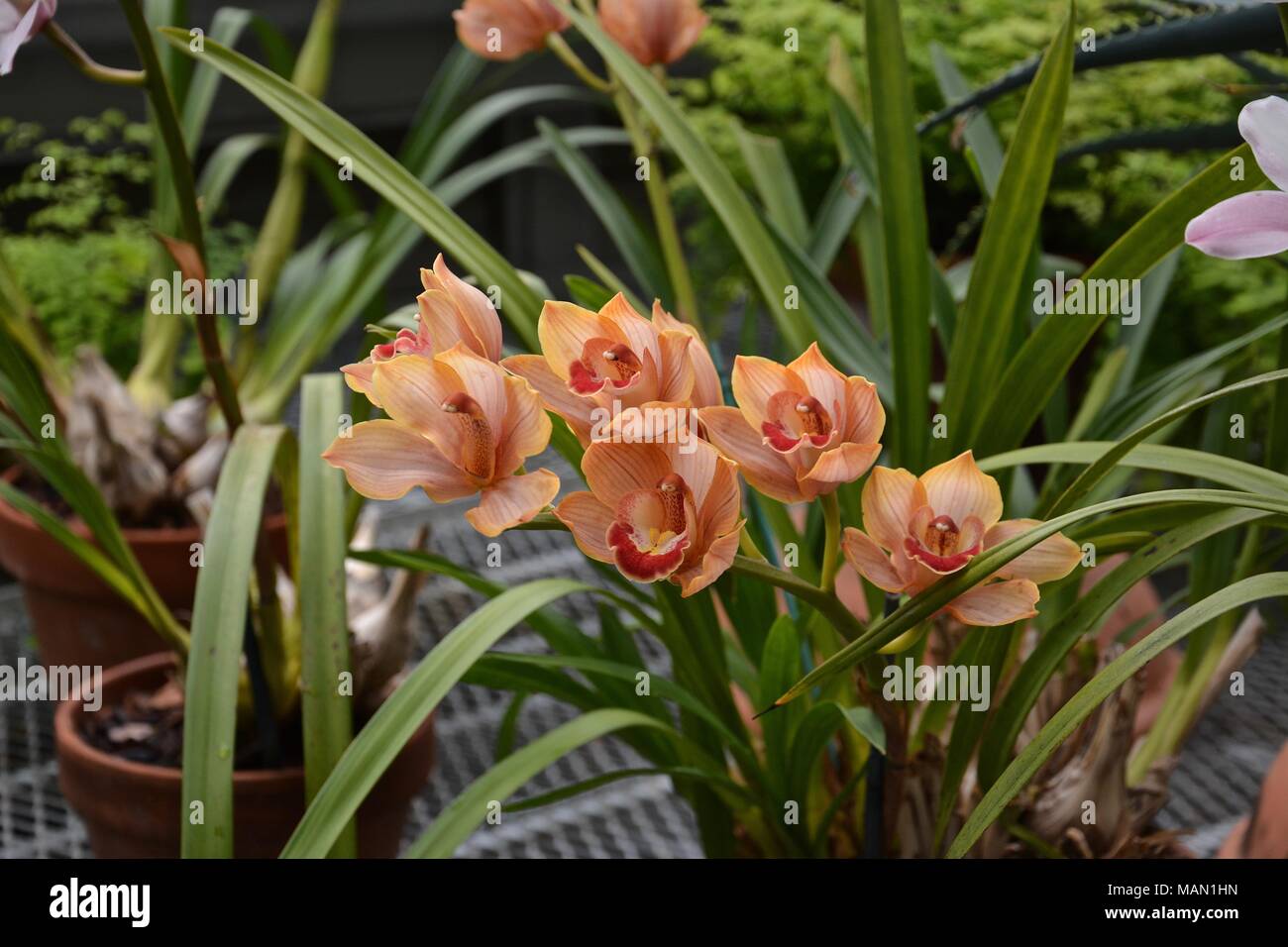 Spring flowers in a greenhouse in Boston, Massachusetts Stock Photo - Alamy