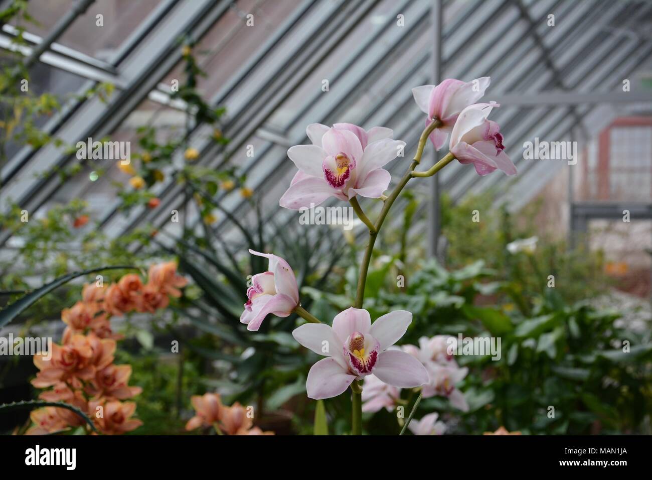 Spring flowers in a greenhouse in Boston, Massachusetts Stock Photo - Alamy