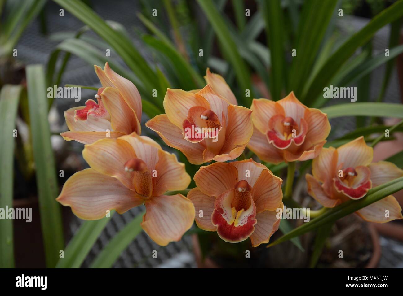 Spring flowers in a greenhouse in Boston, Massachusetts Stock Photo - Alamy