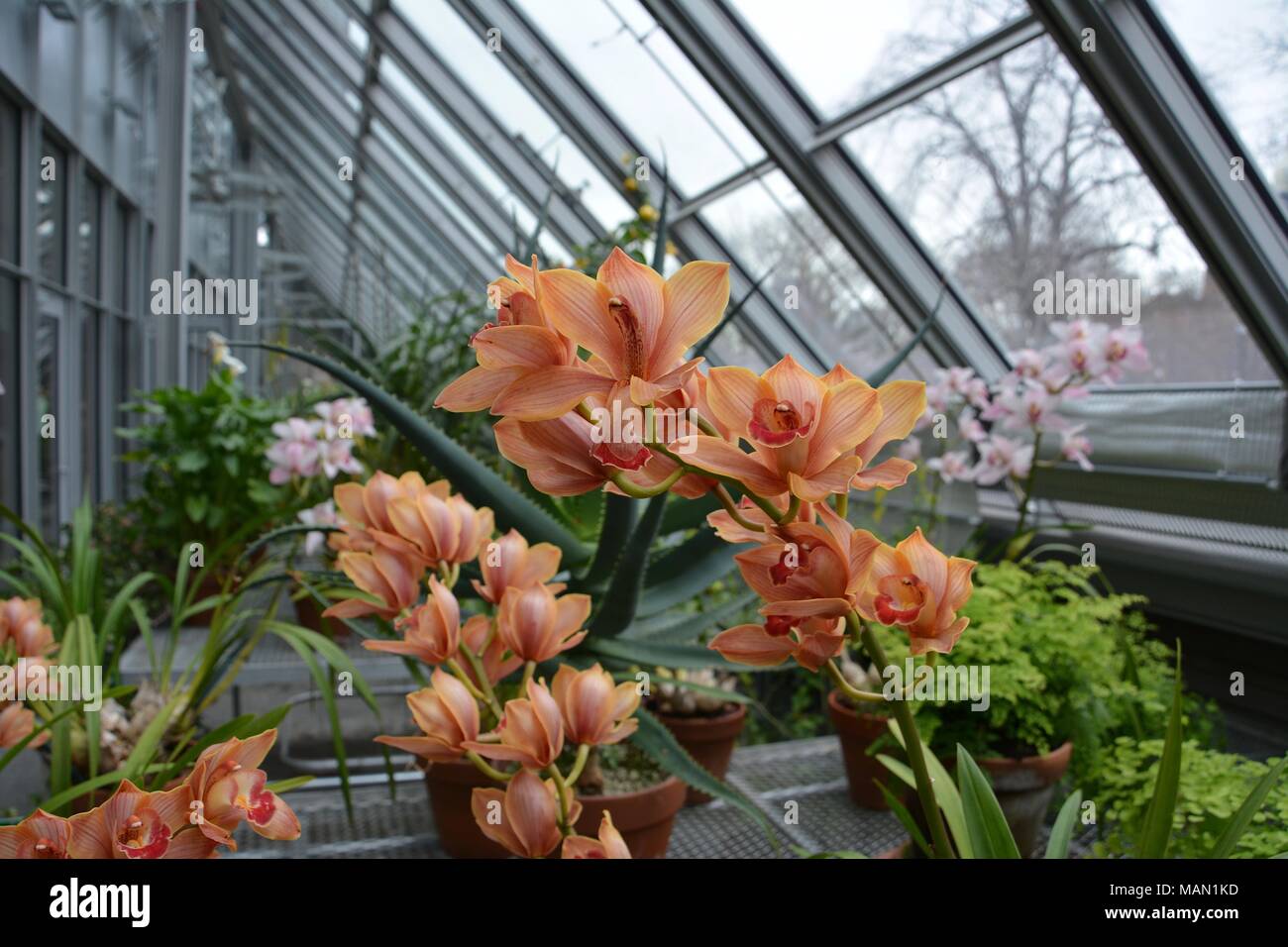 Spring flowers in a greenhouse in Boston, Massachusetts Stock Photo - Alamy
