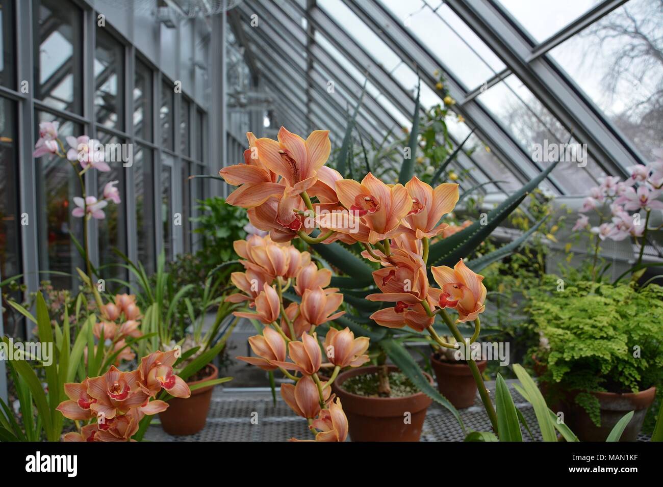 Spring flowers in a greenhouse in Boston, Massachusetts Stock Photo - Alamy