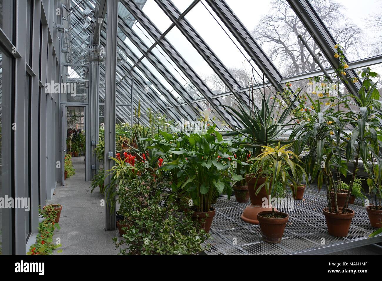 Spring flowers in a greenhouse in Boston, Massachusetts Stock Photo - Alamy