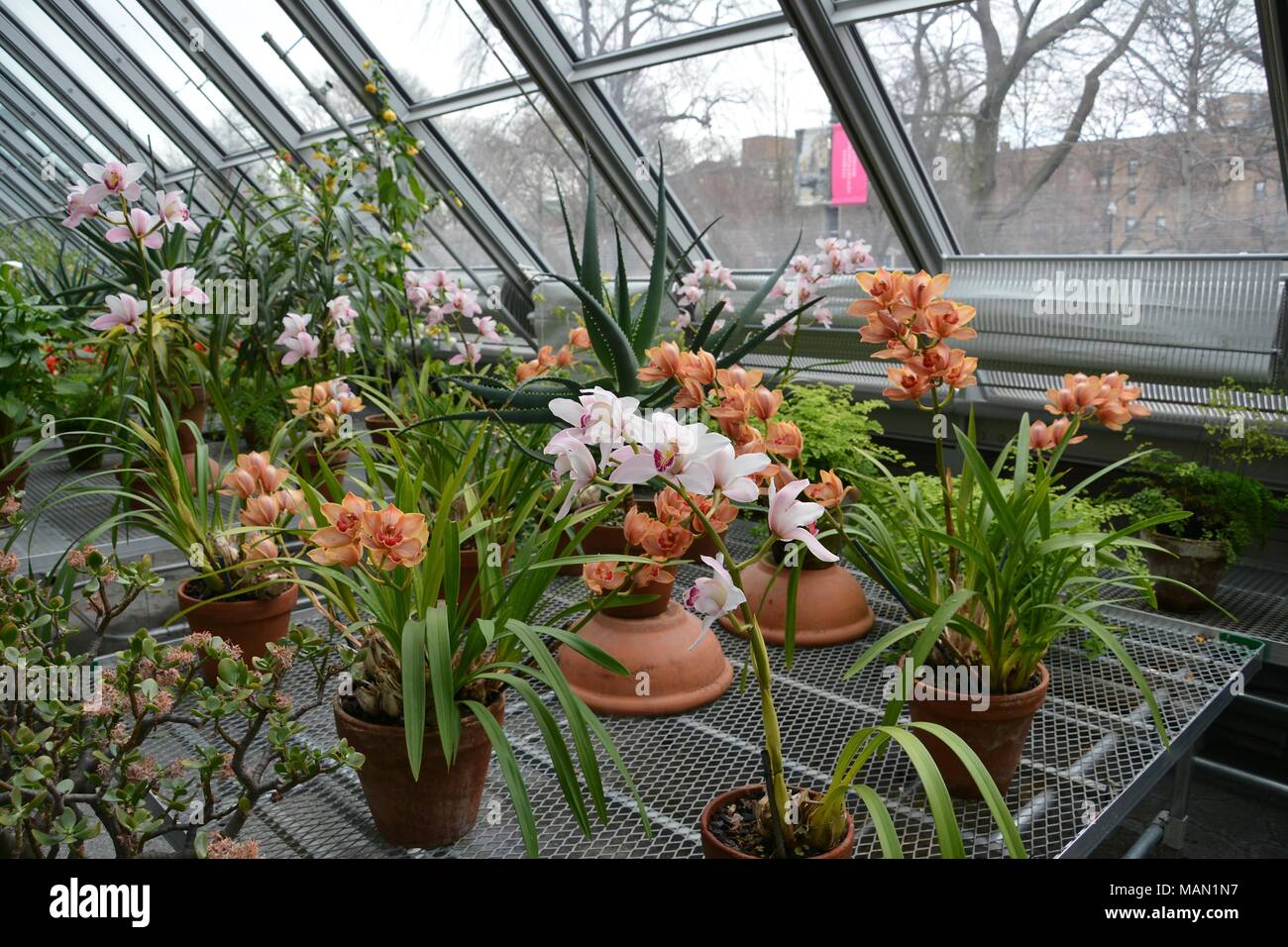 Spring flowers in a greenhouse in Boston, Massachusetts Stock Photo - Alamy
