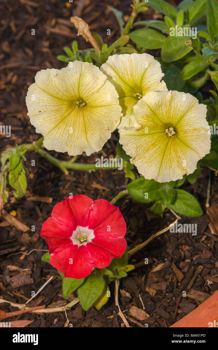 Yellow and red flowers in a pot Stock Photo - Alamy