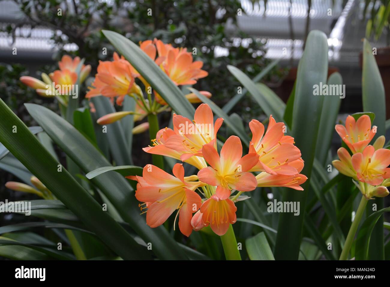 Spring flowers in a greenhouse in Boston, Massachusetts Stock Photo - Alamy