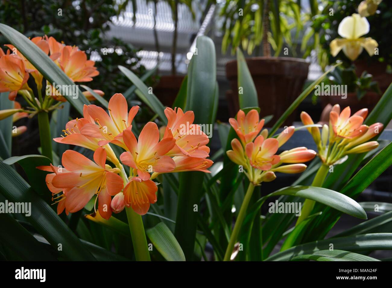 Spring flowers in a greenhouse in Boston, Massachusetts Stock Photo - Alamy