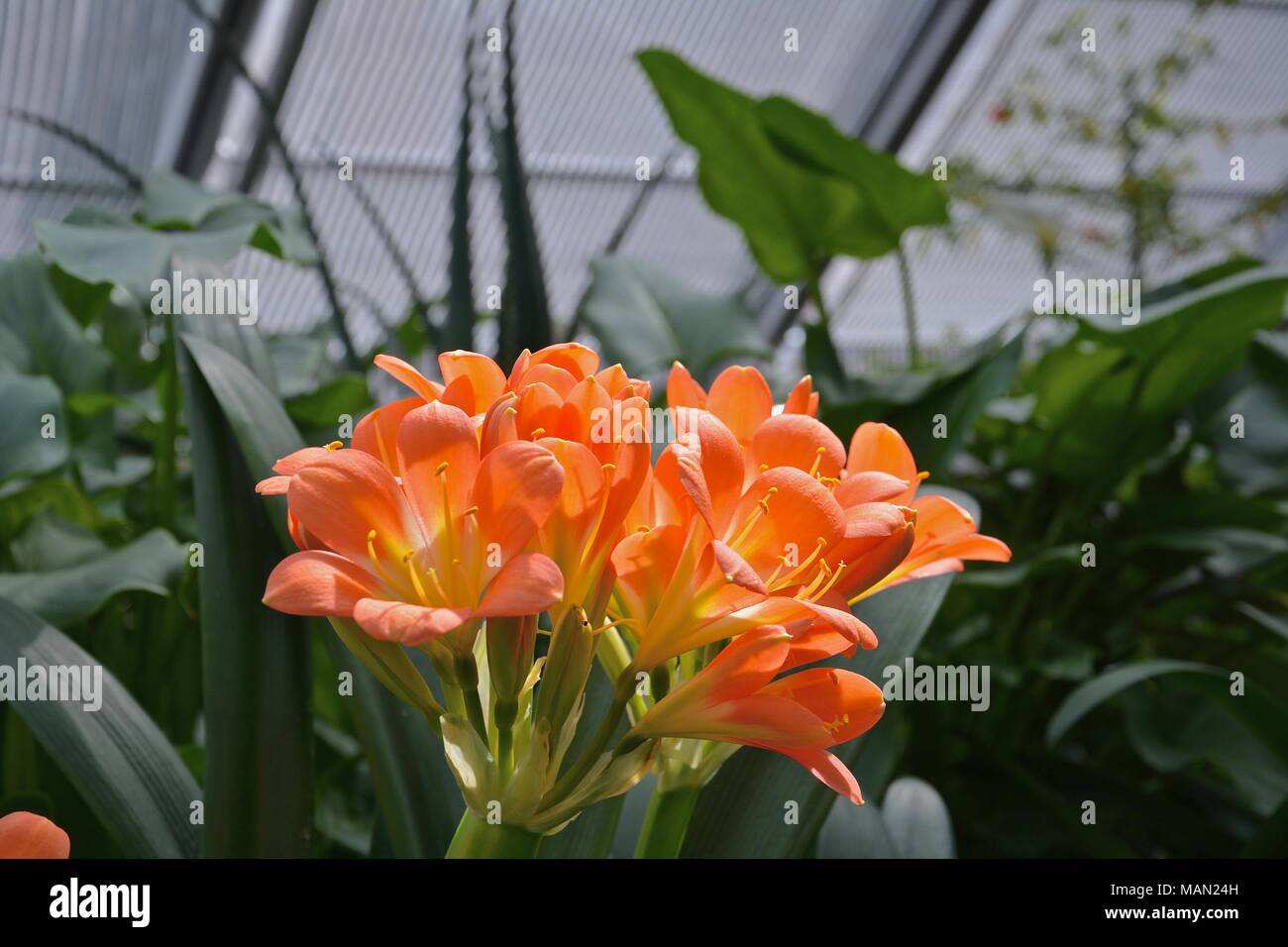 Spring flowers in a greenhouse in Boston, Massachusetts Stock Photo - Alamy