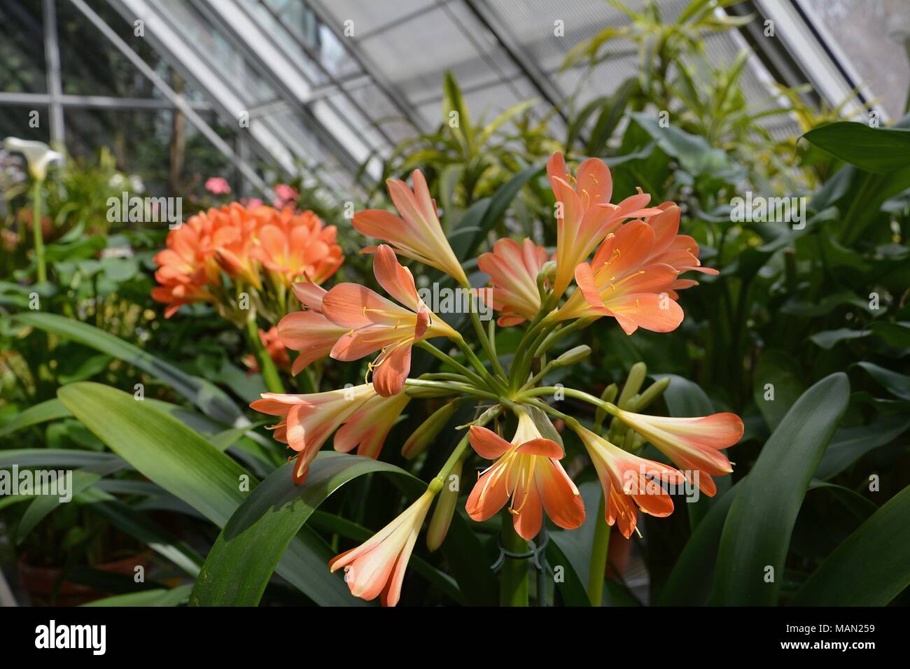 Spring flowers in a greenhouse in Boston, Massachusetts Stock Photo - Alamy