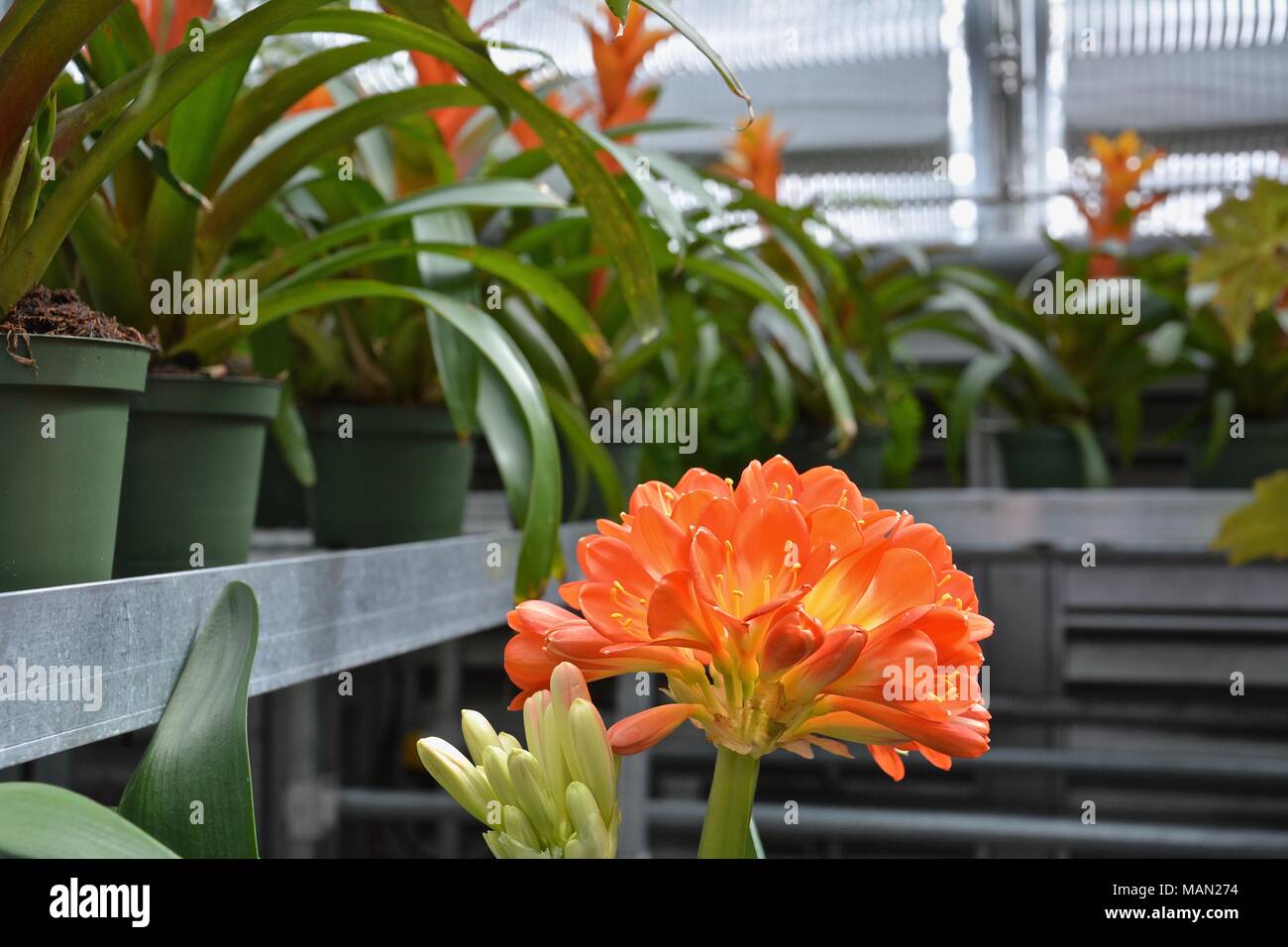 Spring flowers in a greenhouse in Boston, Massachusetts Stock Photo - Alamy