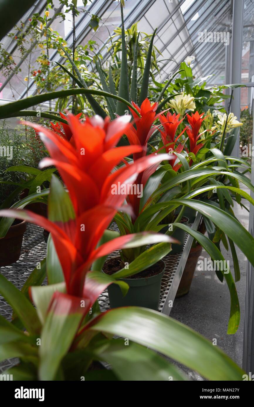Spring flowers in a greenhouse in Boston, Massachusetts Stock Photo - Alamy