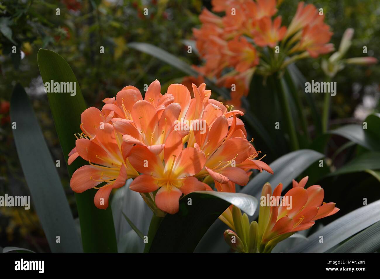 Spring flowers in a greenhouse in Boston, Massachusetts Stock Photo - Alamy