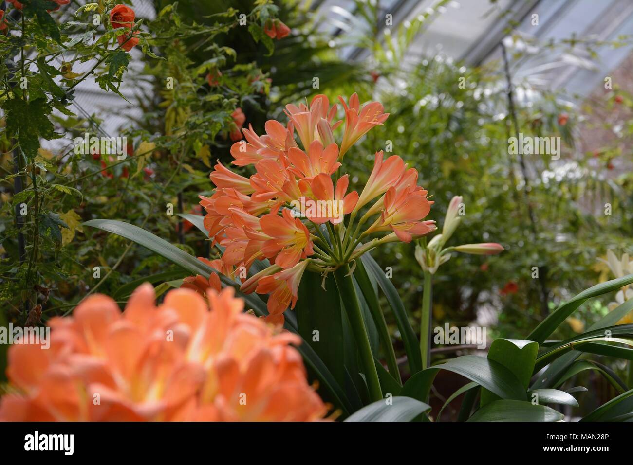 Spring flowers in a greenhouse in Boston, Massachusetts Stock Photo - Alamy