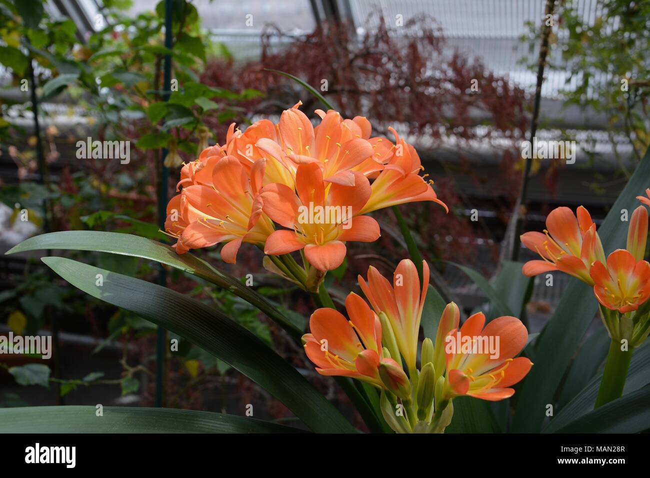 Spring flowers in a greenhouse in Boston, Massachusetts Stock Photo - Alamy