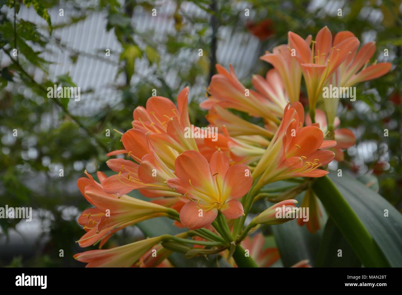 Spring flowers in a greenhouse in Boston, Massachusetts Stock Photo - Alamy